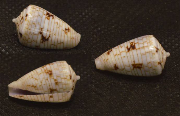 shellauction.net :: Conus boschi - 3560060