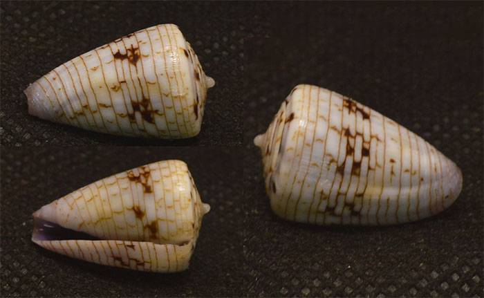 shellauction.net :: Conus boschi - 3560078