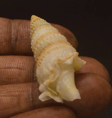 shellauction.net :: Gemmula diomedea - 3560307