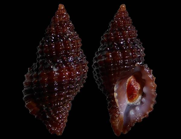 shellauction.net :: Muricopsis fusiformis fusiformis - 3560702