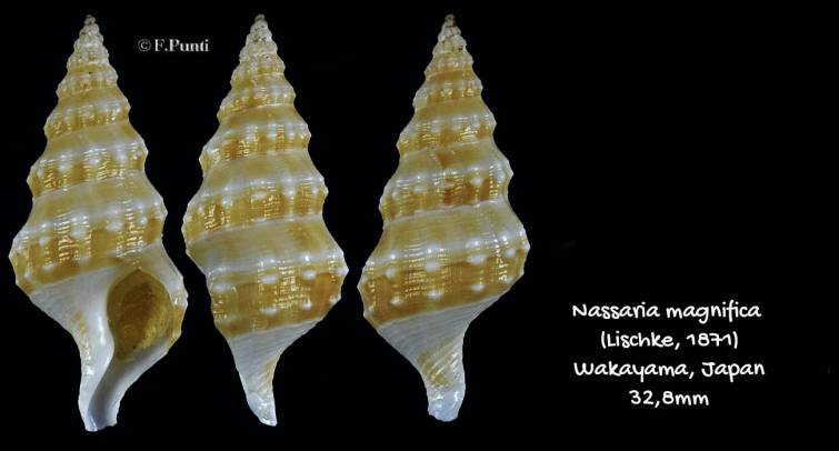 shellauction.net :: Nassaria magnifica - 3560745