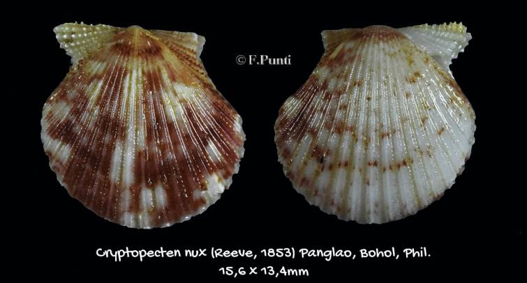 shellauction.net :: Cryptopecten nux - 3561449