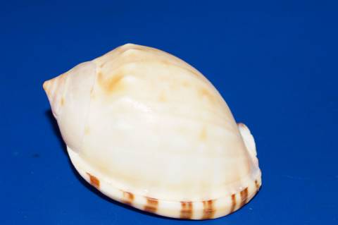 shellauction.net :: Semicassis labiata insperatum - 3561635