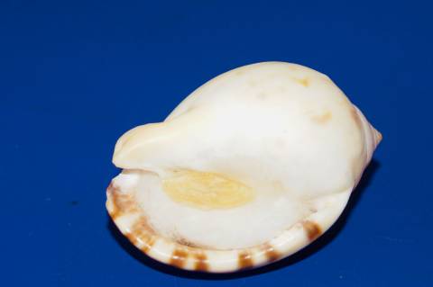 shellauction.net :: Semicassis labiata insperatum - 3561635