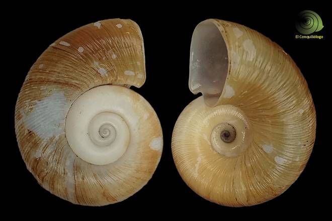 shellauction.net :: Aperostoma sp. - 3562186