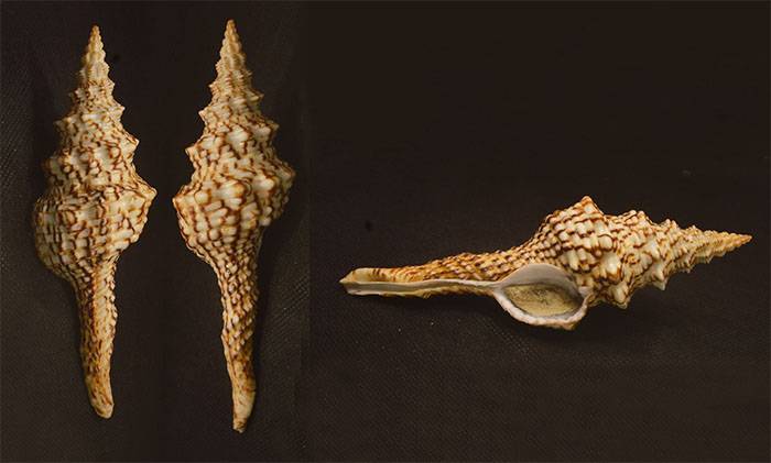 shellauction.net :: Fusinus nicobaricus - 3562794