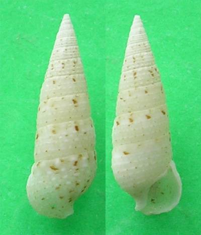 shellauction.net :: Cerithium nesioticum - 3563431