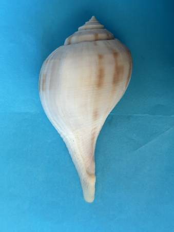 shellauction.net :: Busycon pyruloides - 3563777