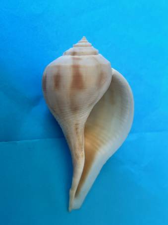 shellauction.net :: Busycon pyruloides - 3563777