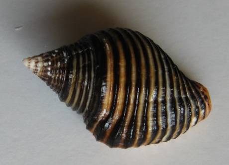 shellauction.net :: Pollia undosa - 3563910