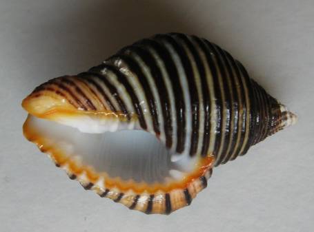 shellauction.net :: Pollia undosa - 3563910