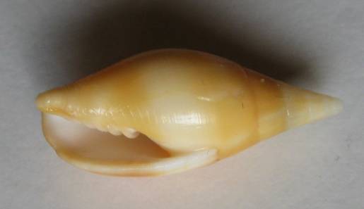 shellauction.net :: Nebularia acuminata - 3563939