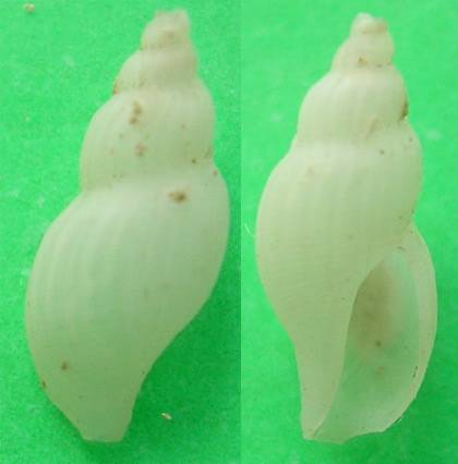 shellauction.net :: Daphnella alfredensis - 3563969