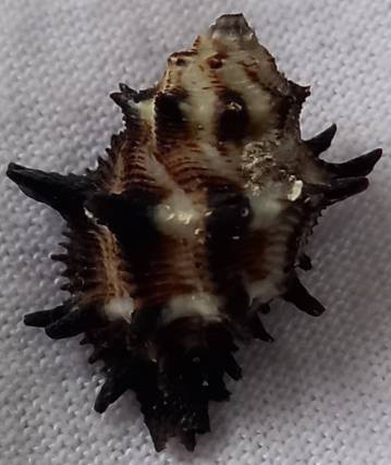 shellauction.net :: Morula spinosa - 3564028