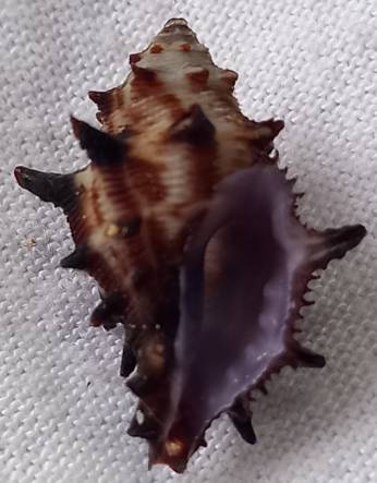 shellauction.net :: Morula spinosa - 3564068