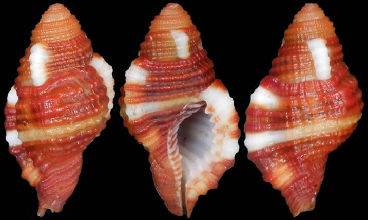 shellauction.net :: Cymatium (Septa) rubeculum - 3564069