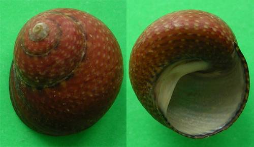 shellauction.net :: Oxystele variegata - 3564114