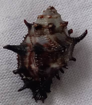 shellauction.net :: Morula spinosa - 3564132