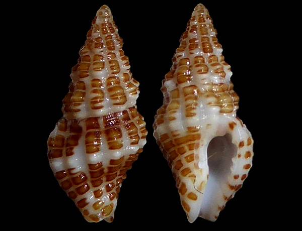 shellauction.net :: Engina cf. spica - 3564164