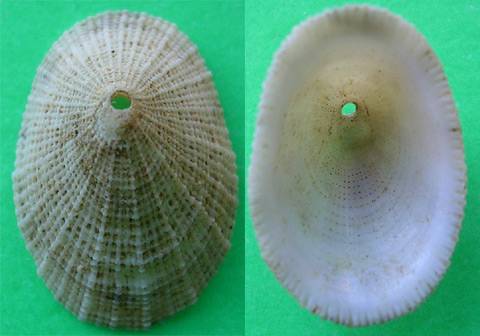 shellauction.net :: Diodora elevata - 3564202