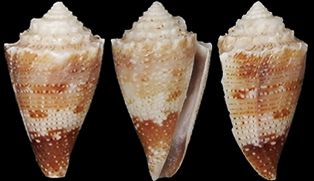 shellauction.net :: Conus chiangi - 3564455