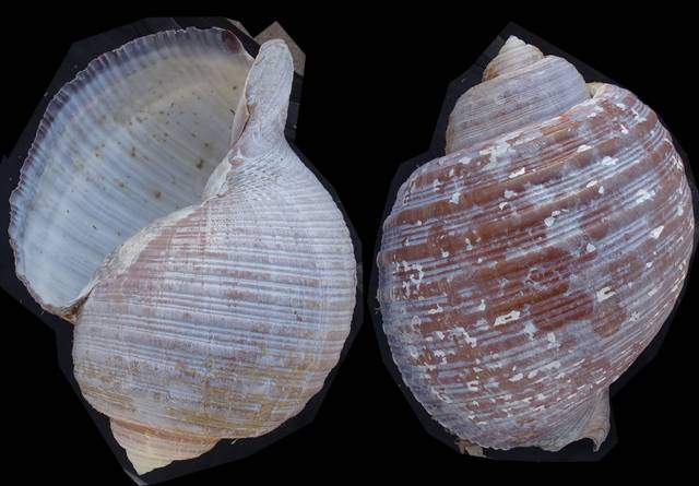 shellauction.net :: Tonna olearium - 3565131