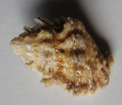 shellauction.net :: Bursa rosa - 3565344