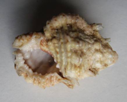 shellauction.net :: Bursa rosa - 3565344