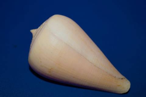 shellauction.net :: Conus patricius - 3565361