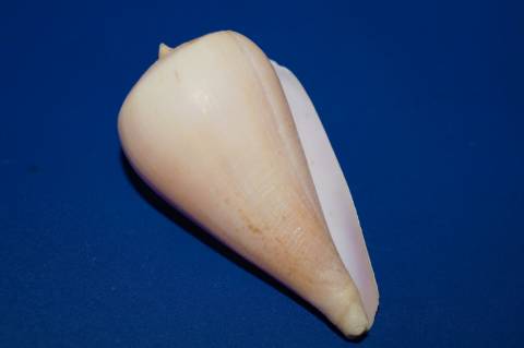 shellauction.net :: Conus patricius - 3565361