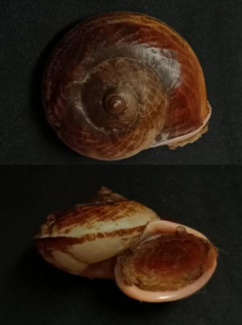 shellauction.net :: Cyclophorus egregius - 3565369