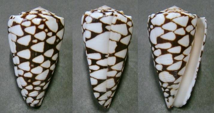 shellauction.net :: Conus marmoreus v. bastard - 3565446