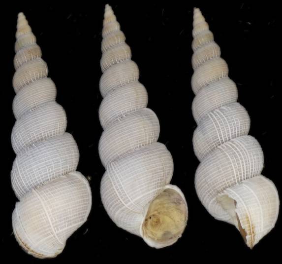 shellauction.net :: Amaea magnifica - 3565485