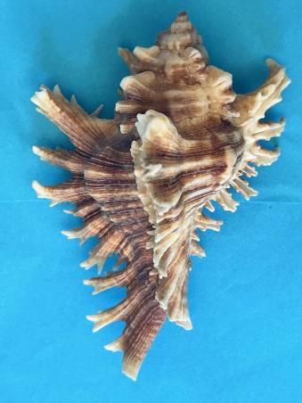 shellauction.net :: Chicoreus torrefactus rubiginosus - 3566026