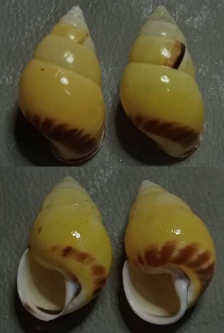 shellauction.net :: Amphidromus perversus f mitra - 3566044