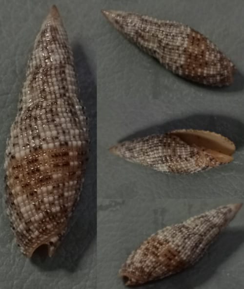 shellauction.net :: Mitra sp. - 3566054