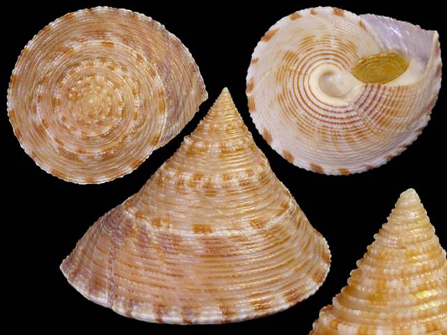 shellauction.net :: Calliostoma formosense - 3566088