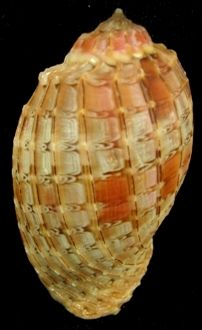 shellauction.net :: Harpa doris - 3566130