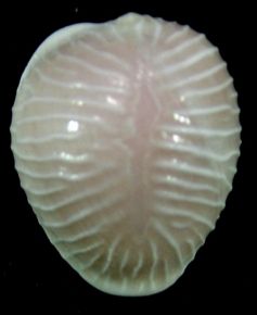 shellauction.net :: Triviella aperta - 3566194