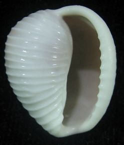 shellauction.net :: Triviella aperta - 3566194