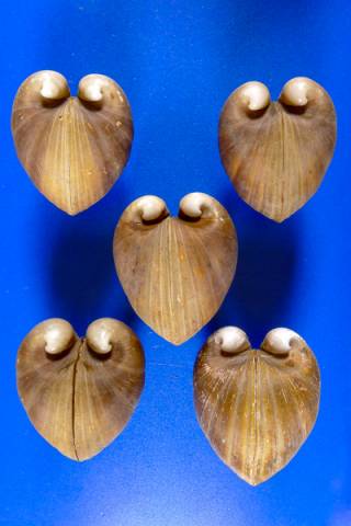 shellauction.net :: Glossus humanum - 3566344