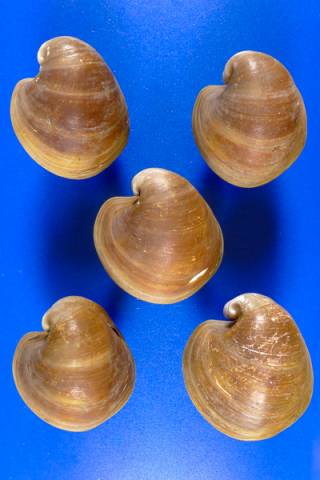 shellauction.net :: Glossus humanum - 3566344