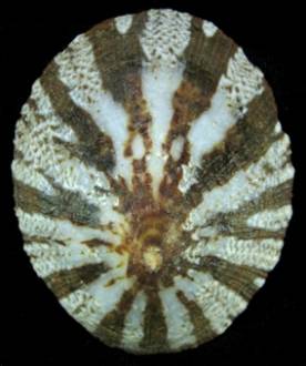 shellauction.net :: Patella sanguinans - 3566377