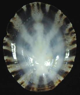 shellauction.net :: Patella sanguinans - 3566377