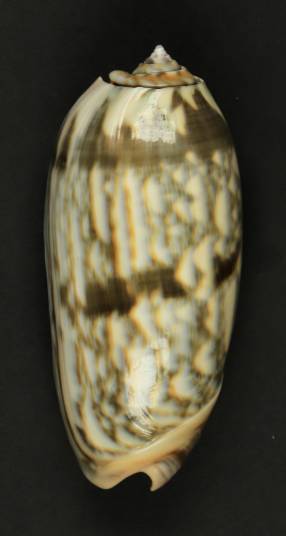 shellauction.net :: Oliva miniacea - 3566390