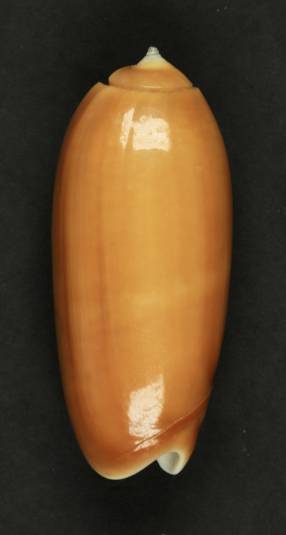 shellauction.net :: Oliva irisans f.cryptospira - 3566393