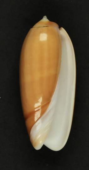 shellauction.net :: Oliva irisans f.cryptospira - 3566393