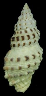 shellauction.net :: Drupella concatenata - 3566439