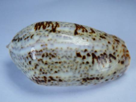 shellauction.net :: Oliva incrassata - 3566461