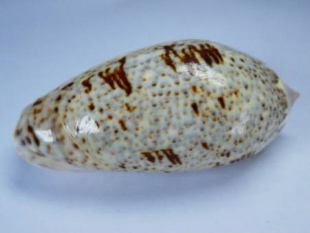 shellauction.net :: Oliva incrassata - 3566461